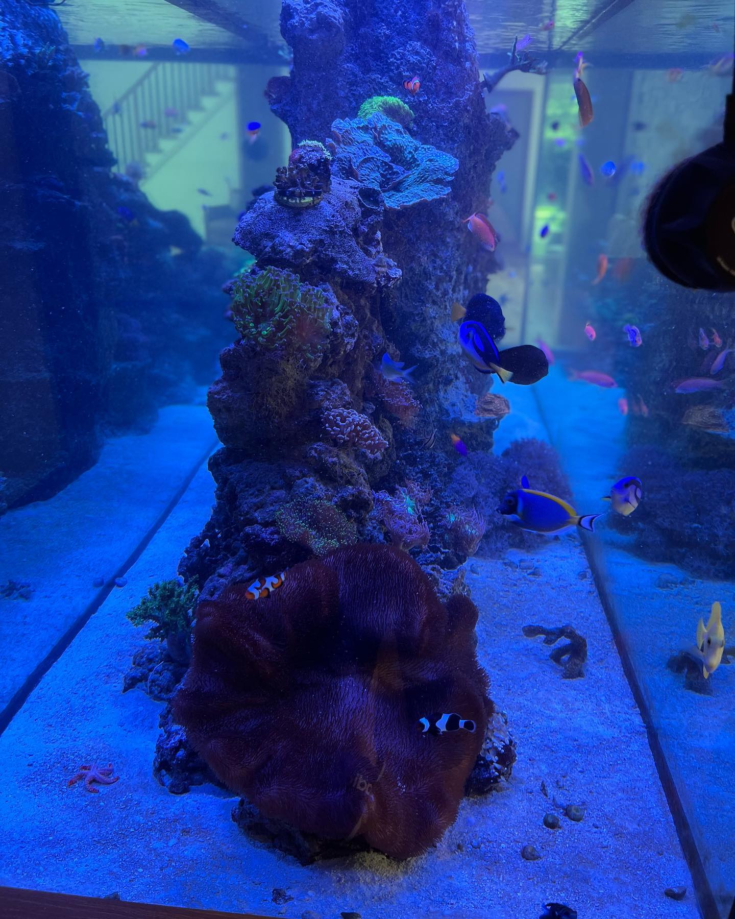 Gallery – Best Custom Aquariums and Coral Experts
